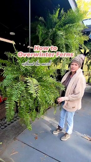 🪴Overwintering Potted Ferns🪴 If you've ever overwintered a fern in your home you know just how messy and fussy they can get.😫 Luckily you have another option that is easier, cleaner and a lot less maintenance.😏 Let's talk winter fern dormancy. A fern is one of the easiest plants to overwinter as long as you prepare it before a hard freeze sets in. Start by giving your fern a good prune. Treat with systemic, hose off the crown. Spray down with an insecticidal soap. Allow the fern to dry out b