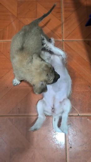 Ching2 compilation | SOLO Rescuer