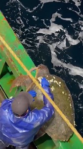 4.4M views · 10K reactions | Removing Barnacles Form Turtle's Shell | Animal Lovers | Facebook