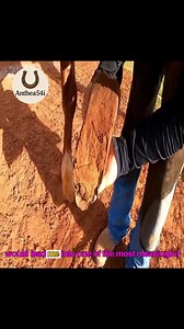 966 Startup class: toolbox teaching with repeat routine #FarrierTools #WorkshopSafety #LearningJourney | Anthea54i