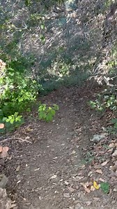 #WildlifeWednesday: This past weekend, we had TWO gopher snakes that were entangled in garden netting at the same address! We removed both snakes from the netting, and luckily one had no injuries and was able to be released that same day! The second snake has two lacerations from the netting cutting into its body, with slight muscle exposure. The second snake is recovering rapidly and is responding well to treatments, and will be released back into the wild this week!PSA about garden netting: Th