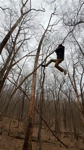 Pro Tree climb ends harshly!