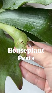 If you have houseplants, you’ll absolutely have houseplant pests. The first step in treatment is identifying which demon is darkening your doorstep. These are the 5 that you’ll most likely come across! Also I think it’s important to say, all of these plants and pests are in my house. Me! Your resident plant bestie! There is no shame in a pest outbreak, you are still a good plant parent! They are like Thanos…inevitable. All of them suck, but which one sucks the worst? Chime in below and let’s pic