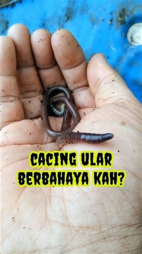 Dampak Cacing Ular terhadap Tanah dan Ekosistem | The Alarming Effects of Snake Worms on Ecosystems