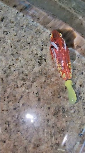 Zuru Robo Fish Changes Color in Water