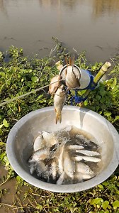 PVC pipe Fishing system in river #reels #fishinglife #fishing #fish #bigfish | Alaska Fishing