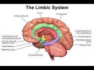 2014 Personality Lecture 16: Extraversion & Neuroticism (Biology & Traits)