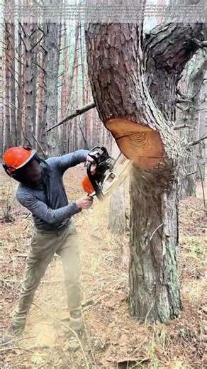 Cutting with Precision: How a Chainsaw Redefines Tree Care