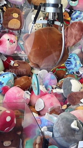 Winning Chip the Beaver Squishmallow at Plush Time Wins