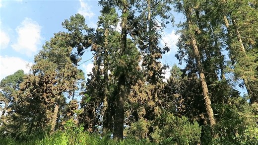 Monarchs have arrived in the Monarch Butterfly Biosphere Reserve! El Rosario Sanctuary, where these videos were taken, opened to the public last week, giving us a look at the start of this year's overwintering colonies. Estela Romero shared these videos as she begins this year's reporting from the sanctuaries for Journey North. We can't wait to see more as the colonies continue to develop! | Monarch Butterfly Fund