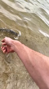 My_Lord_Razor_Tooth_Bass_ | Farm Channel