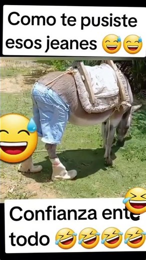 Como le.pusieron el pantalón??? #subir #gracioso #divertido #risas #comedia #chiste #chistes #gamer