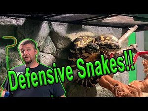 Handling Defensive Snakes!!