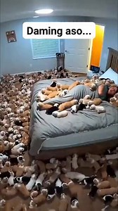 130K views · 621 reactions | Saan kaya gaping yan mga aso ang dami naman #reelsfbシ #reels #reelschallenge #highlightseveryone #trendingreelsvideo | Ana Push | Facebook