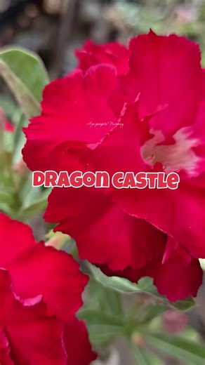 Adenium Dragon Castle: Perfect for Bonsai Lovers