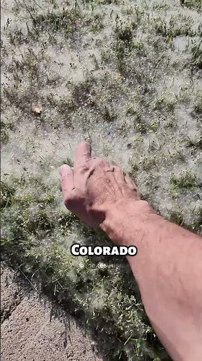 Watch What Happens When Cottonwood Fluff Catches Fire!