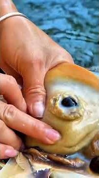 Step by Step Guide to Shucking Oysters for Pearls