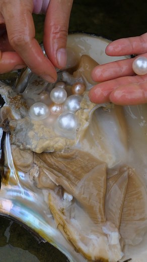 Digging for pearls in clams2 | Xiaohuiya