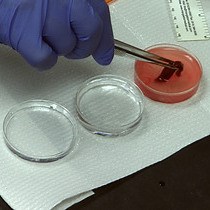 Serie: In vivo alkalischer Kometen-Assay und enzymmodifizierter alkalischer Kometen-Assay zur Messung von DNA-Strangbrüchen und oxidativen DNA-Schäden in der Rattenleber