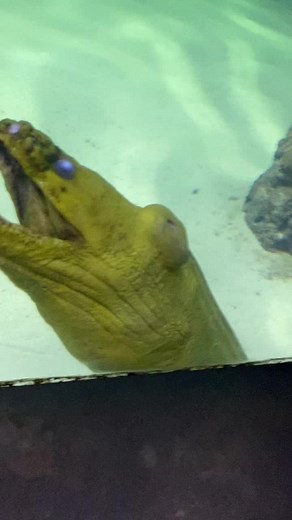 #shriekingeels #princessbride #creepyfish #funatthezoo