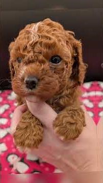 Autumn 🍁 She is our Reserved 🎉 Red with White Toy Cavapoo Female and she's one of the most Gorgeous