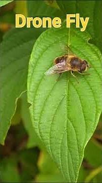 Drone Fly Hoverfly
