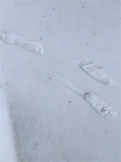 They were visited at night.. credit:@Waldo Beltran #scary #paranormal #haunted #appalachia #darkmoose