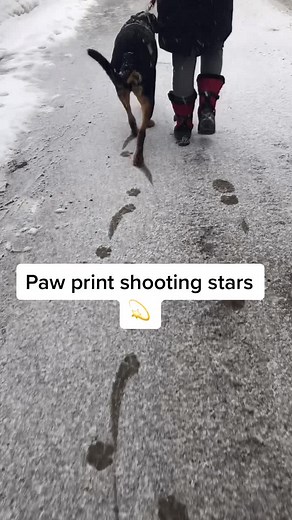 You can follow them wherever he walked. #dogsoftiktok #germanshepherd #rottweiler #snowstorm #snow #fyp