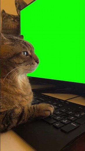 Cat Looking At Computer Typing AAAAAA meme - Green Screen