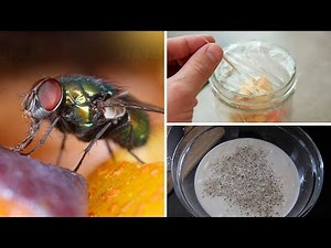 6 Simple Tricks to Get Rid of Flies In Your Home