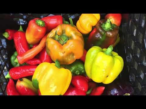 Hello World and welcome to Sunshine Garden 🌞💐🌱🍋!