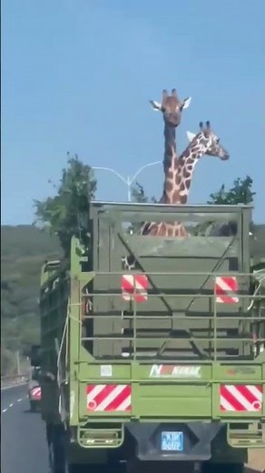 Giraffes being transported by park rangers in Kenya #Shorts