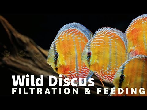 Wild Cuipeua Discus Filtrration and Feeding