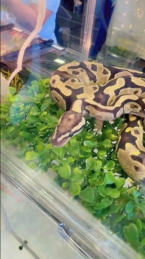 I Found the Prettiest Snake on Earth