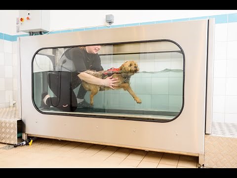 Canine Physiotherapy and Clinical Hydrotherapy to Improve K9 Movement and Function