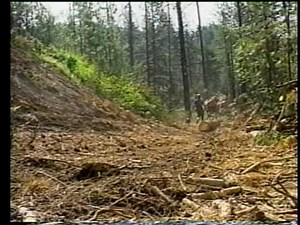 Belgian draft horses logging 3 abreast