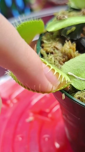 🫶 My son wanted to make a video with me, said he was willing to do the stunt! 😂 ❤️ Venus fly traps are fairly safe for pets and children 👍 #carnivorousplant #tropicalplants #venusflytrap #flytrap #nep | Carnivorous Plants