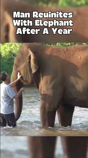 Animals Reunited With Owners & Rescuers!