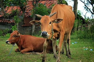 Mengenal Sapi Pedaging yang Banyak Ditemui di Indonesia, Yuk! - Bobo