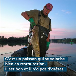 La population de silure, le plus gros poisson d’eau douce, a fortement augmenté en Alsace ces vingt dernières années. Un pêcheur professionnel sur le Rhin le valorise, tout comme le chef du restaurant étoilé Le Cerf à Marlenheim, qui le décline en plats succulents. | France 3 Alsace