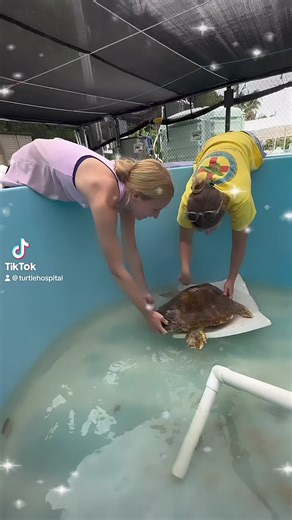 “Scooby” Update! Scooby, a debilitated juvenile loggerhead sea turtle had barnacles removed from her head and flippers. Scooby is responding to treatment in rehab and her blood levels are improving. Here Scooby gets blood drawn and an antibiotic injection. Thank you for the prayers and healing energies for Scooby, keep them coming 🐢💖! barnacle removal #rescuerehabrelease #compassioniscontagious #connectandprotect #barnacles #barnacleremoval #seaturtlehospital #seaturtle #seaturtlelove #teamsco