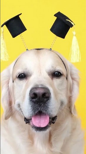 Noam Chomsky's Theories on Cognitive Psychology and Linguistics