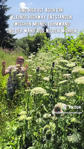 Wilde Möhre: Eine Liebe zu Insekten und Biodiversität!