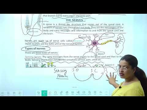 Chapter 4 The Nervous System | Science Class 5