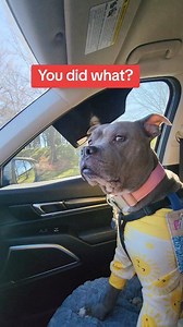 1M views · 51K reactions | You did what? #veterinarian #doctor #dogs #allergies | Jim Lifewithlola | Facebook