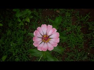 Redmi Note 9 Pro 4K Video Test with EIS | Unedited RAW Footage