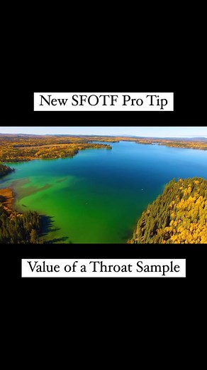 NEW SFOTF Pro Tip - The Value of a Throat Sample Brian Chan talks about the important information anglers can get from taking a fishes throat sample. Watch full version on our YouTube Channel airing Nov.1/23. . . . . @officialmauijim @troutwaters.ca @welovehardyflyfishing @authentictshirtcompany @scientificanglers @twoutdoors.ca @authentictshirtcompany #bobberdown #chironomids #troutflies #flytyingnation #flyfishingbc #chironomid #sfotf #sportfishingonthefly #troutfly #flytying #flyfishing #midg