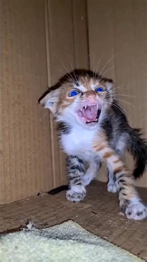 baby kitten sweet 😸 ♥️ #kitten #cat #cute #shotfeed #viral #yt #youtubeshorts #shorts #trending