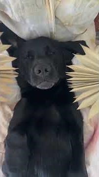 My dog went to a real spa! 🧖‍♂️ #spa #dog #labrador #dogshorts #cutedogs