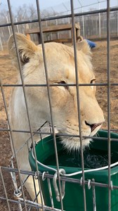 We'll call this the TWS version of "Big Cat Champagne" 🥂🍾. But don't pop that cork just yet! Midnight is coming soon along with the END of matching donations for the rescues of TWS ⏳🥳. | Wildcat Sanctuary